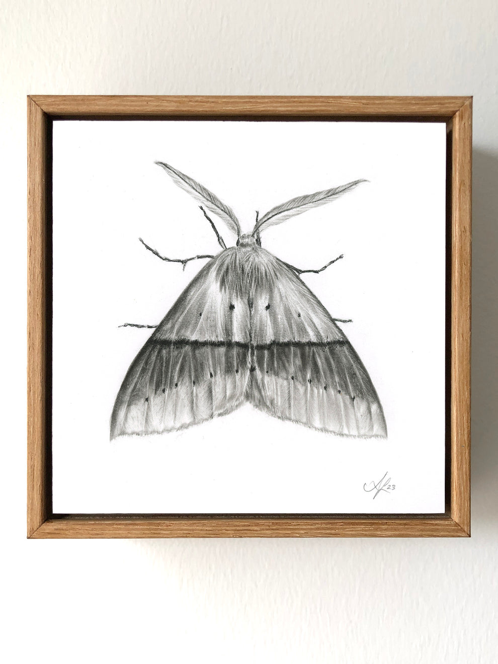 Fallen Bark Looper Moth – Alex Louisa